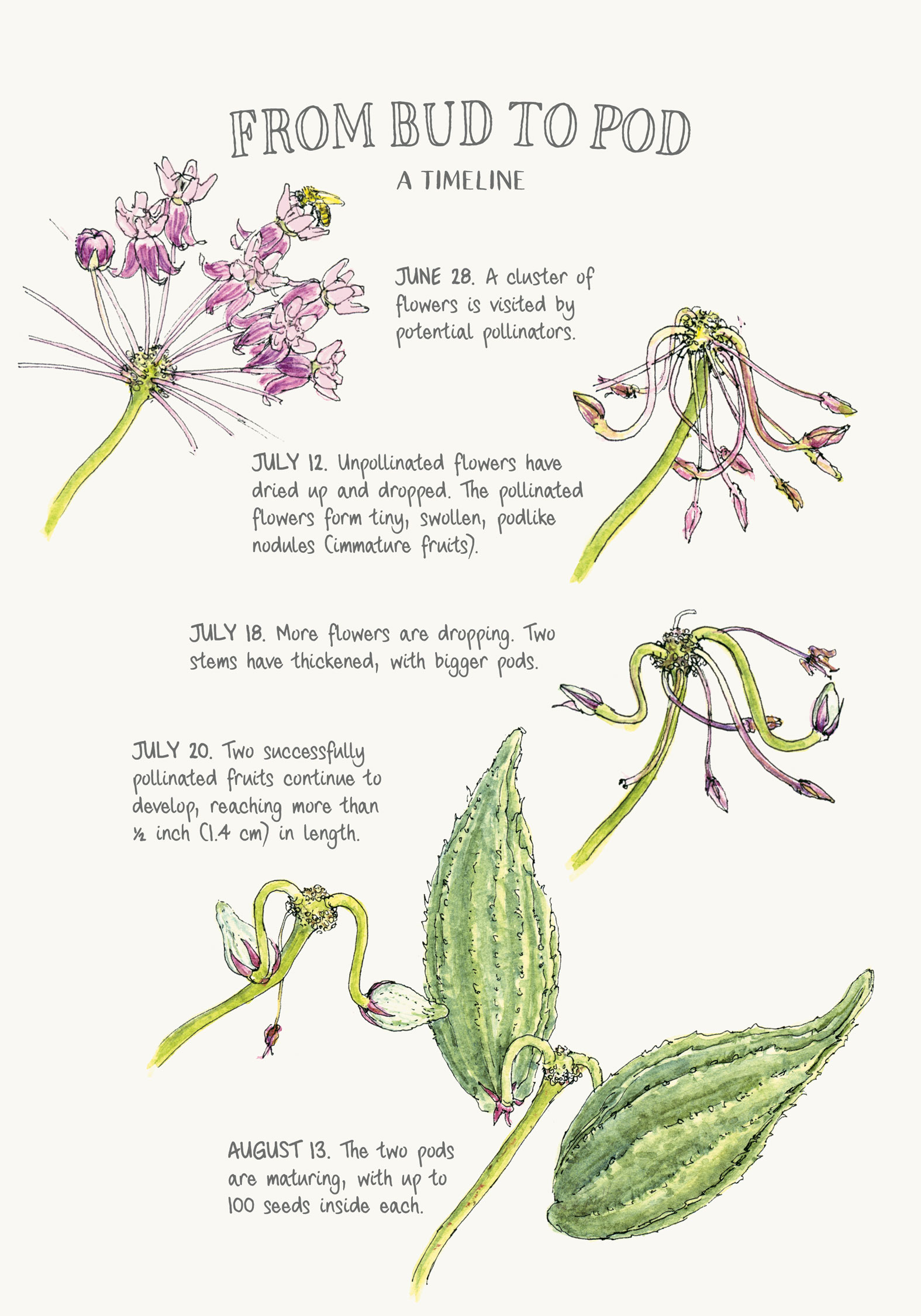 The Intricate Dance of Milkweed Pollination | Grand Central Life & Style